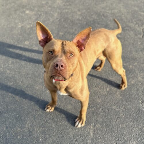 Available Dogs – Saved By Fate Dog Rescue