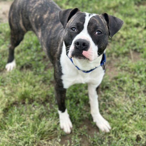 Saved By Fate Dog Rescue – Making a difference one shelter dog at a time.