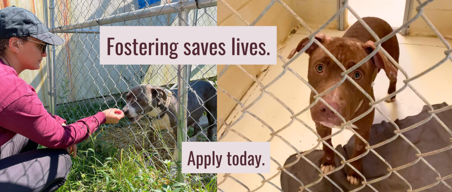 Saved By Fate Dog Rescue – Making a difference one shelter animal at a ...