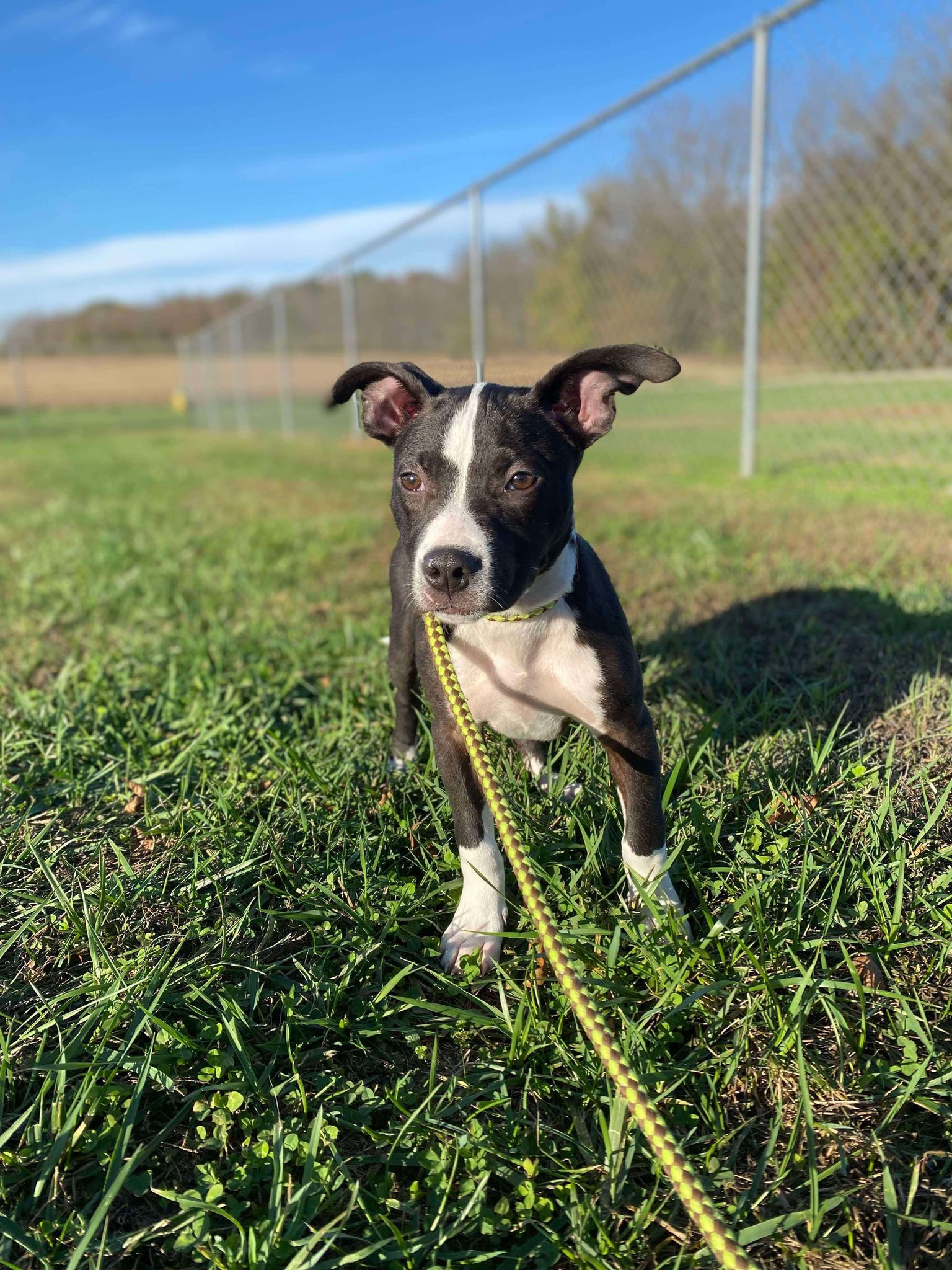 Charlotte – Saved By Fate Dog Rescue