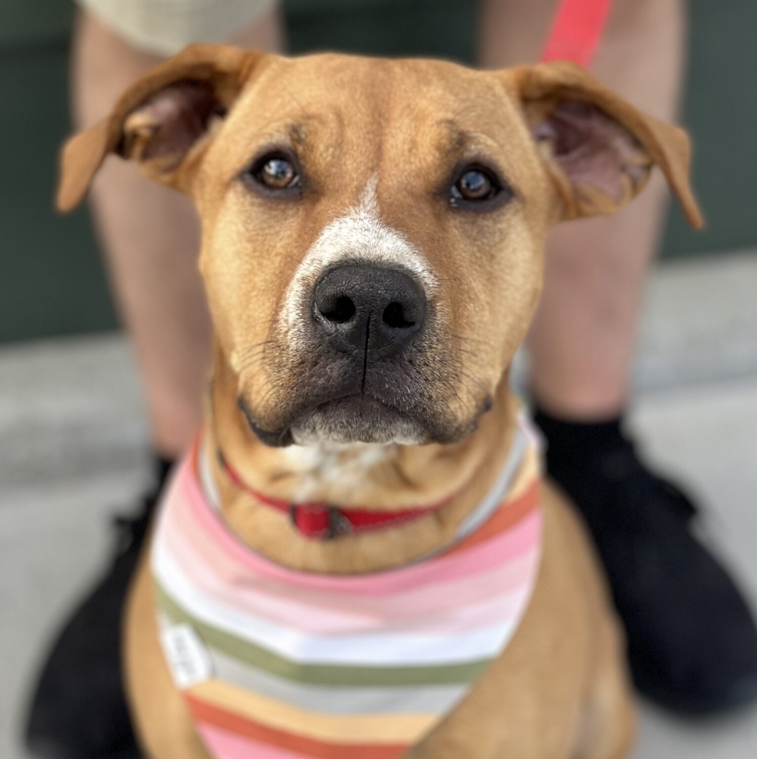 Available Dogs – Saved By Fate Dog Rescue