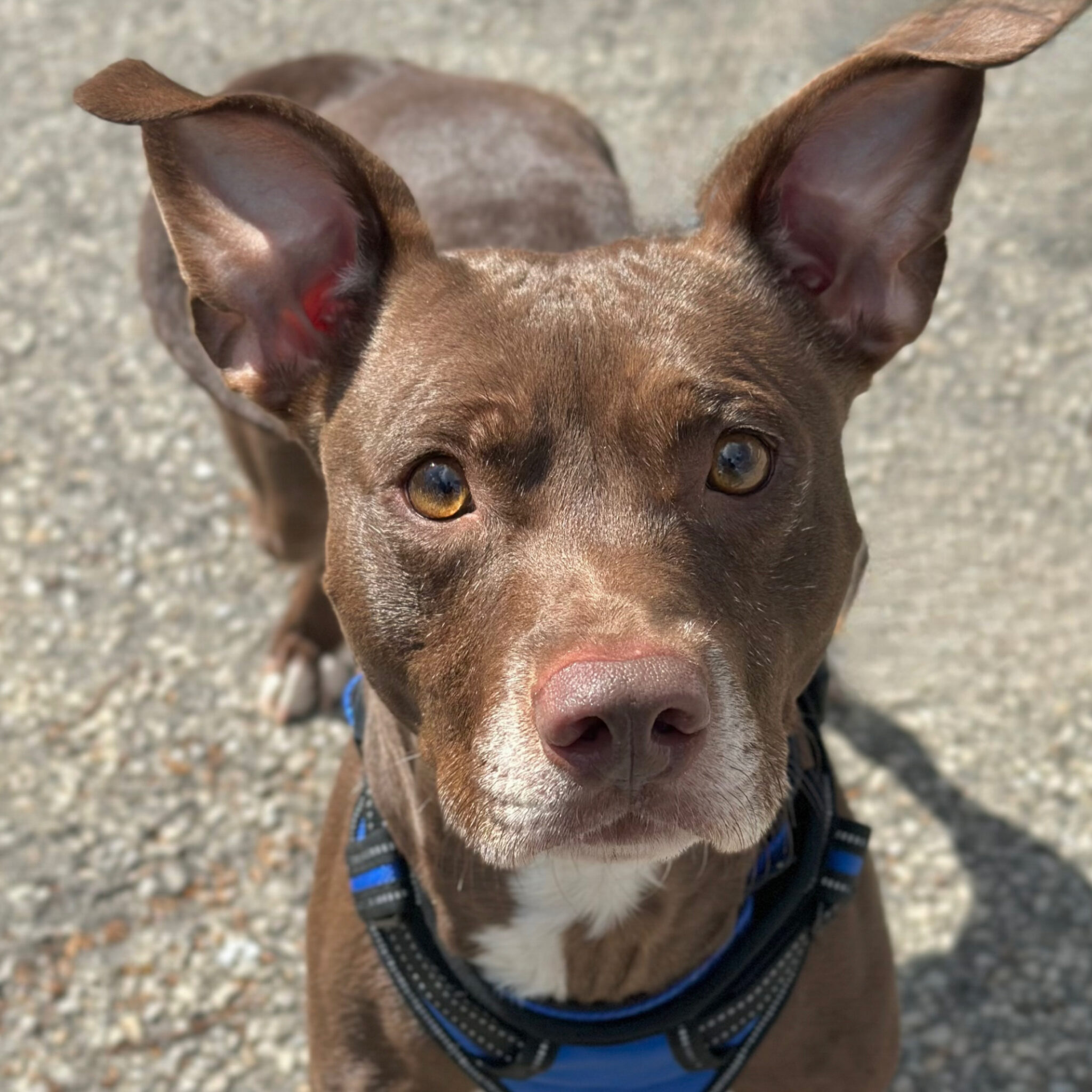 Available Dogs – Saved By Fate Dog Rescue